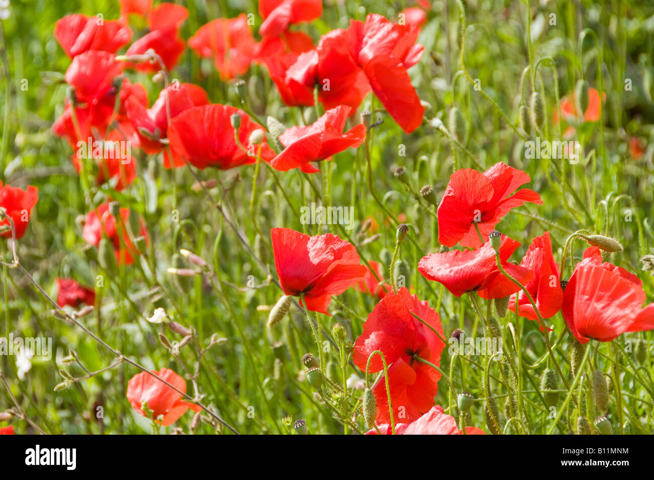 Red poppy flowers in a grass field Stock Photo - Alamy