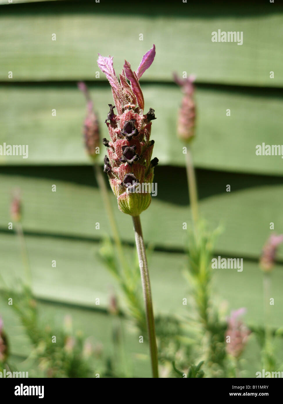 Floral characteristics hi-res stock photography and images - Alamy