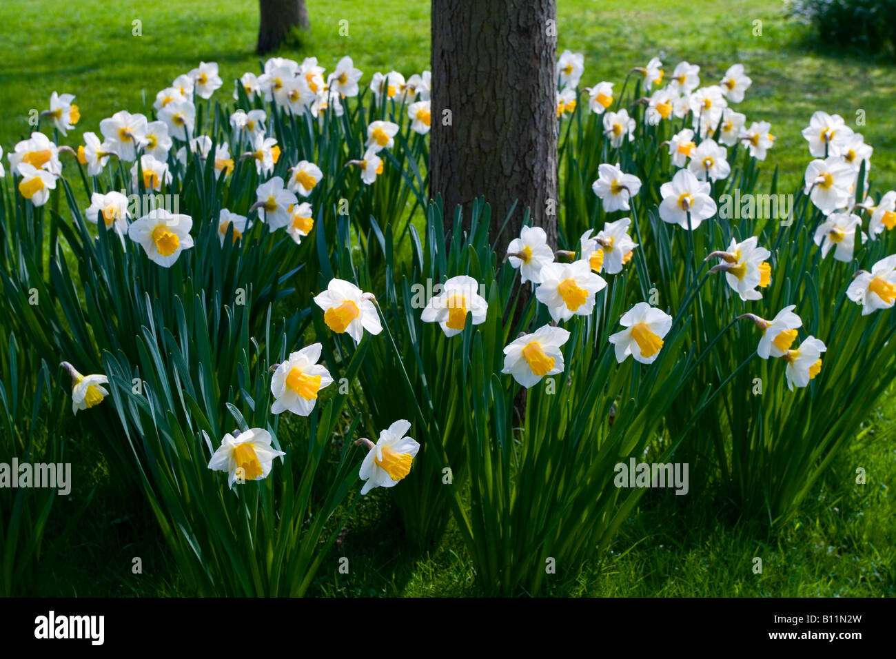 Daffodil flowers growing around a tree trunk Stock Photo - Alamy