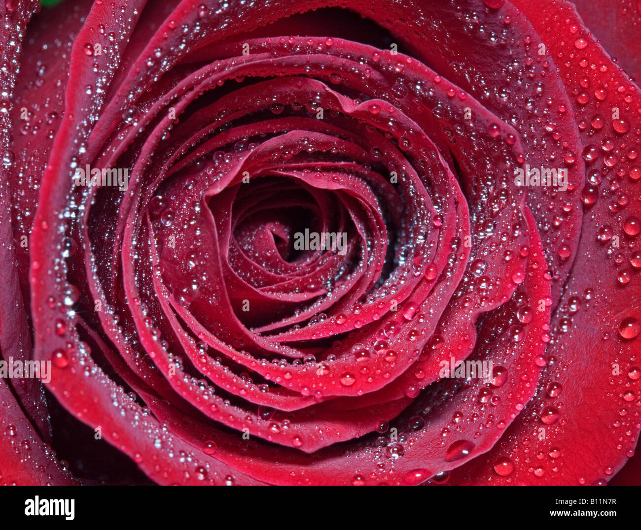 Rose flower hi-res stock photography and images - Alamy