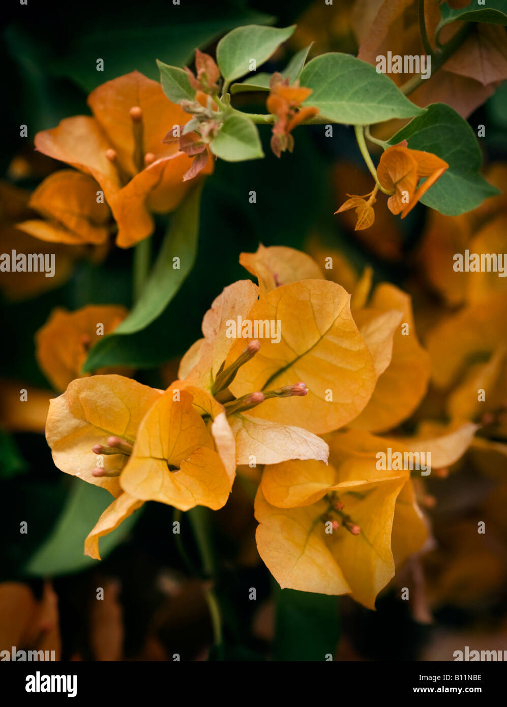 Orange bougainvillea hi-res stock photography and images - Alamy