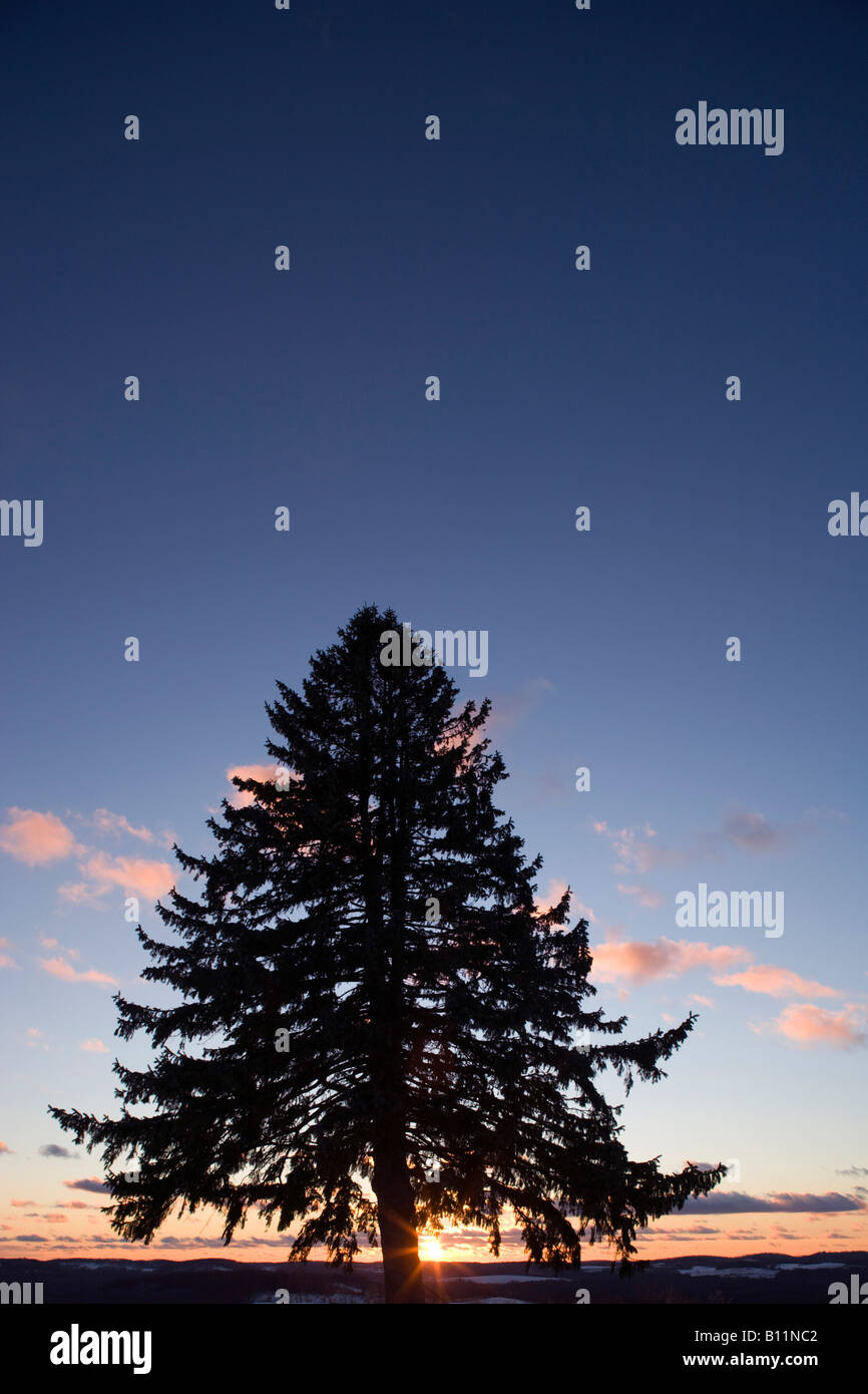 Fir tree silhouette hi-res stock photography and images - Alamy