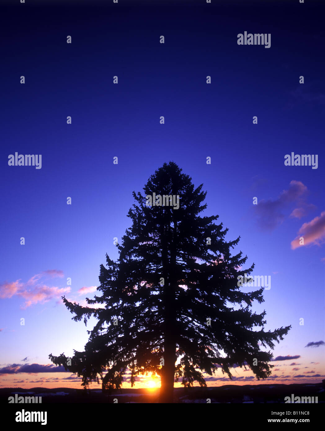 Fir tree silhouette hi-res stock photography and images - Alamy