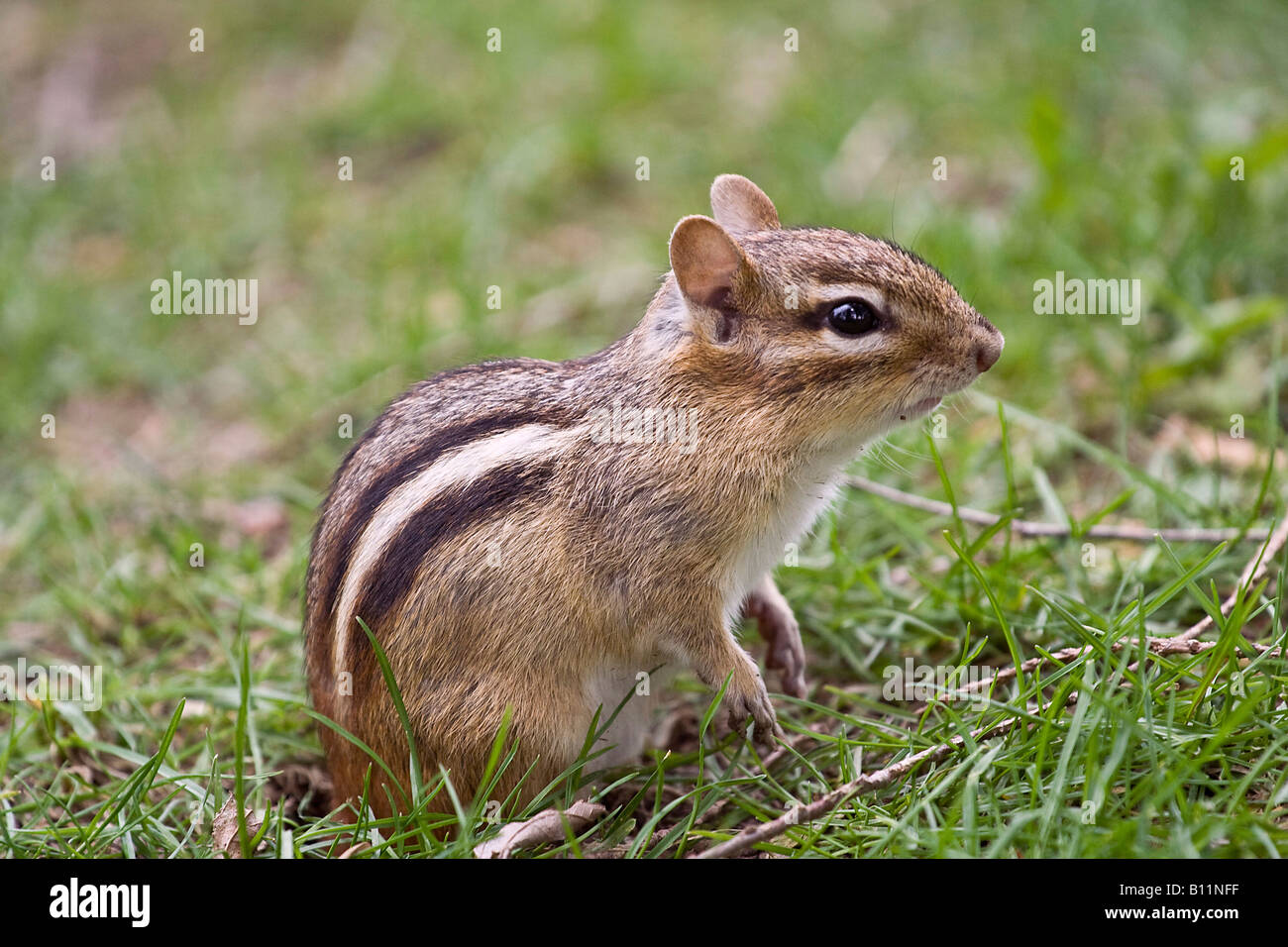 Chipmunk nest hi-res stock photography and images - Alamy