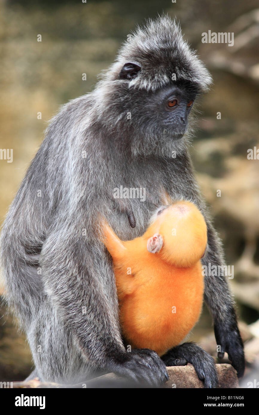 Wild silvered langur (Trachypithecus cristatus) suckling infant Stock ...