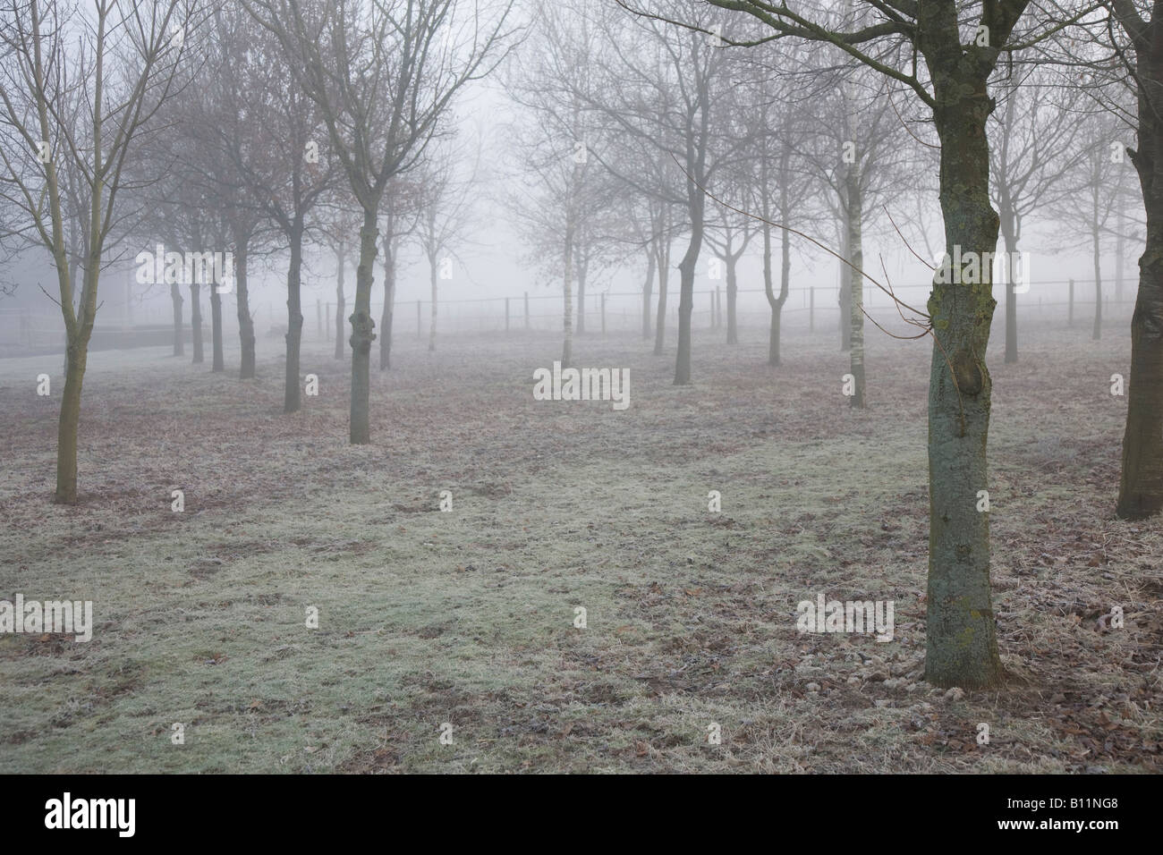 Young trees in mist Stock Photo - Alamy
