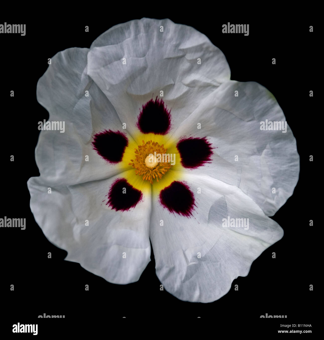 Cistus High Resolution Stock Photography and Images - Alamy