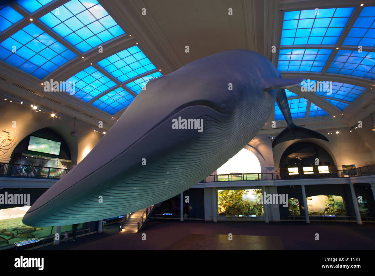 Hall Of Ocean Life High Resolution Stock Photography and Images - Alamy