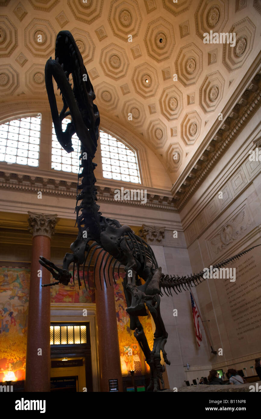ROOSEVELT ROTUNDA ALLOSAURUS SKELETON AMERICAN MUSEUM OF NATURAL ...