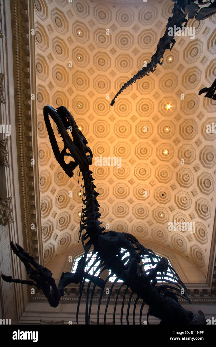 ROOSEVELT ROTUNDA ALLOSAURUS SKELETON AMERICAN MUSEUM OF NATURAL ...