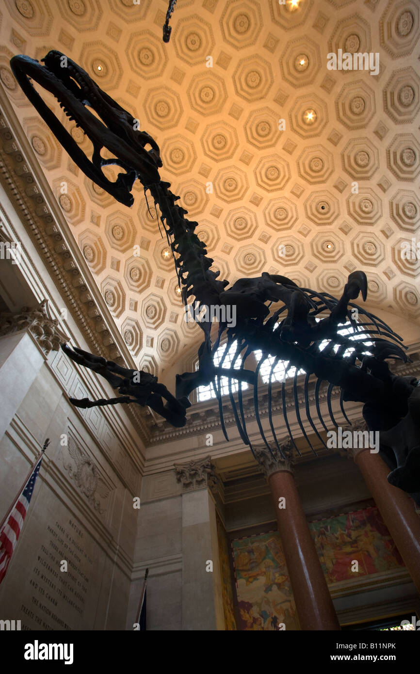 Allosaurus Skeleton High Resolution Stock Photography and Images - Alamy