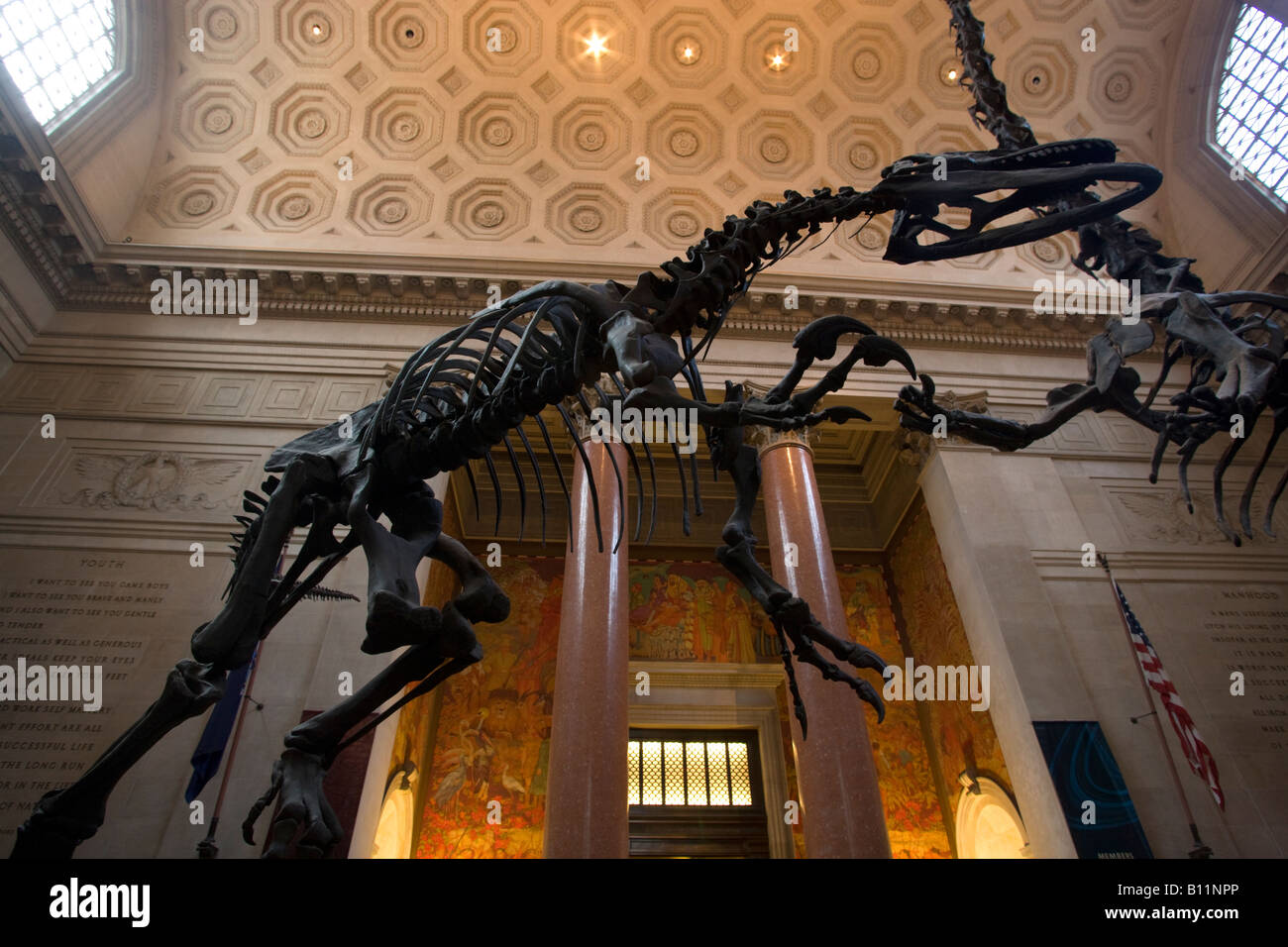 ROOSEVELT ROTUNDA ALLOSAURUS SKELETON AMERICAN MUSEUM OF NATURAL ...