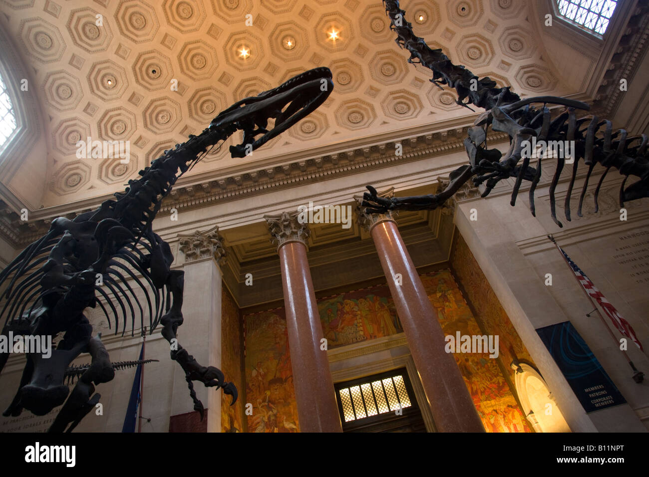 ROOSEVELT ROTUNDA ALLOSAURUS SKELETON AMERICAN MUSEUM OF NATURAL ...