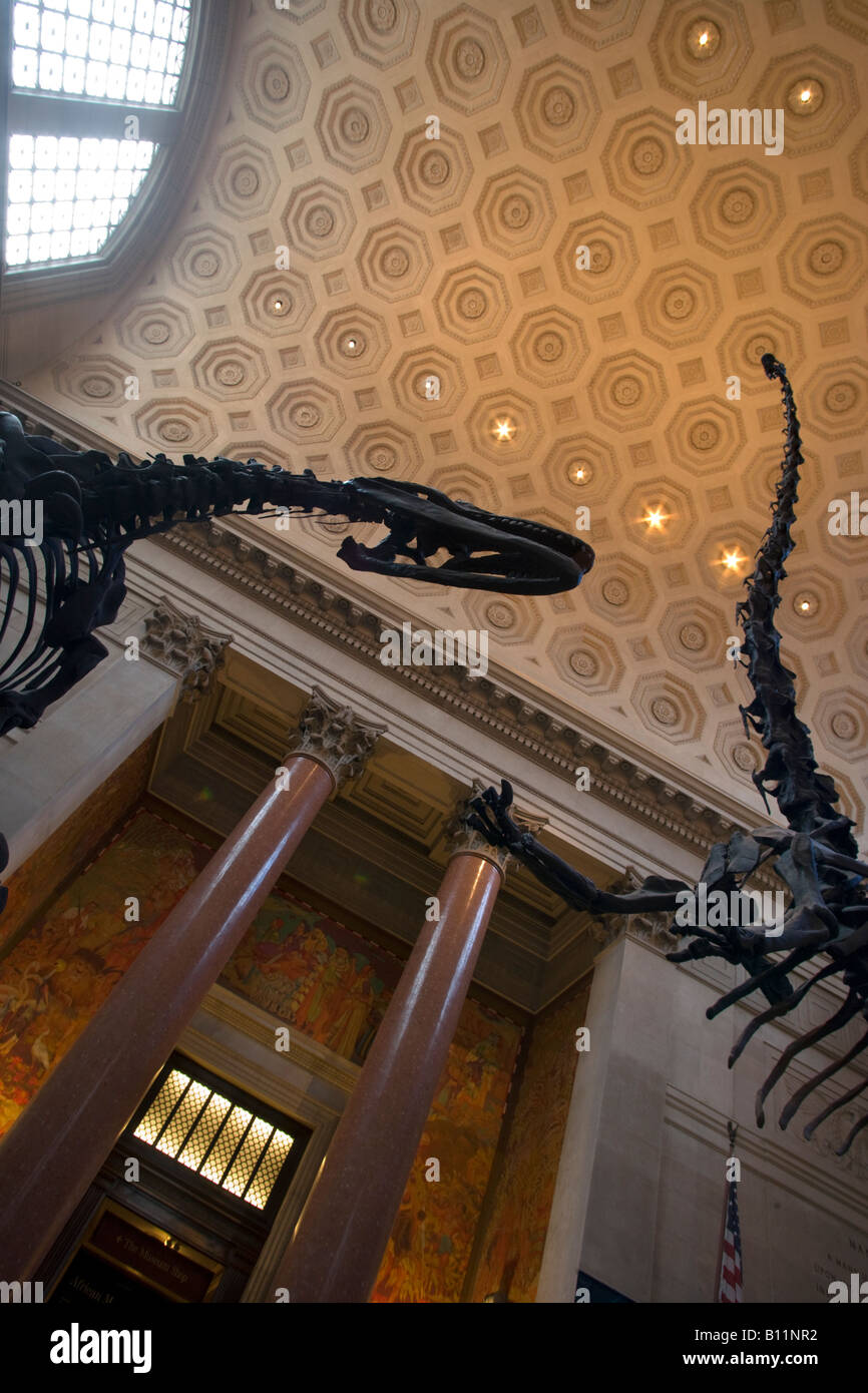 ROOSEVELT ROTUNDA ALLOSAURUS SKELETON AMERICAN MUSEUM OF NATURAL ...