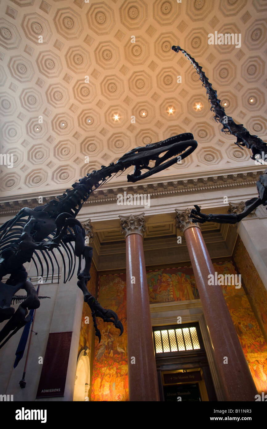 ROOSEVELT ROTUNDA ALLOSAURUS SKELETON AMERICAN MUSEUM OF NATURAL ...
