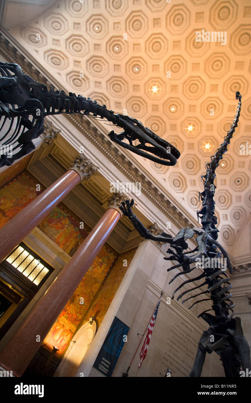 ROOSEVELT ROTUNDA ALLOSAURUS SKELETON AMERICAN MUSEUM OF NATURAL ...