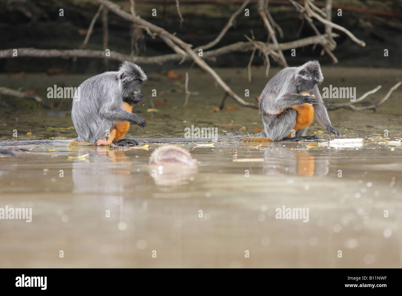 Wild silvered langurs (Trachypithecus cristatus) and orange infants ...