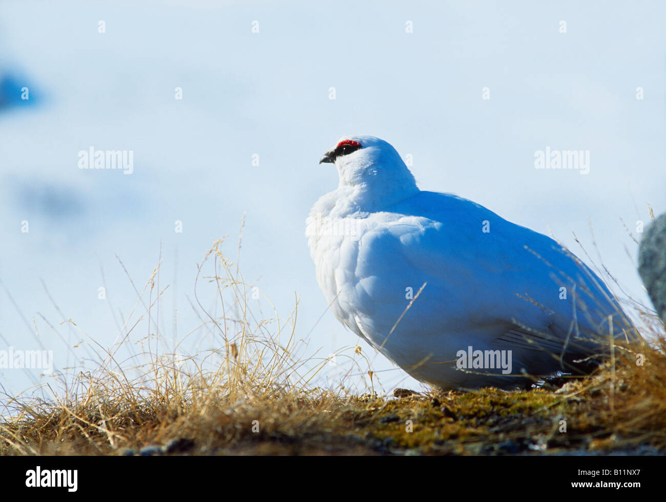 Ptarmigan in winter plumage Stock Photo - Alamy
