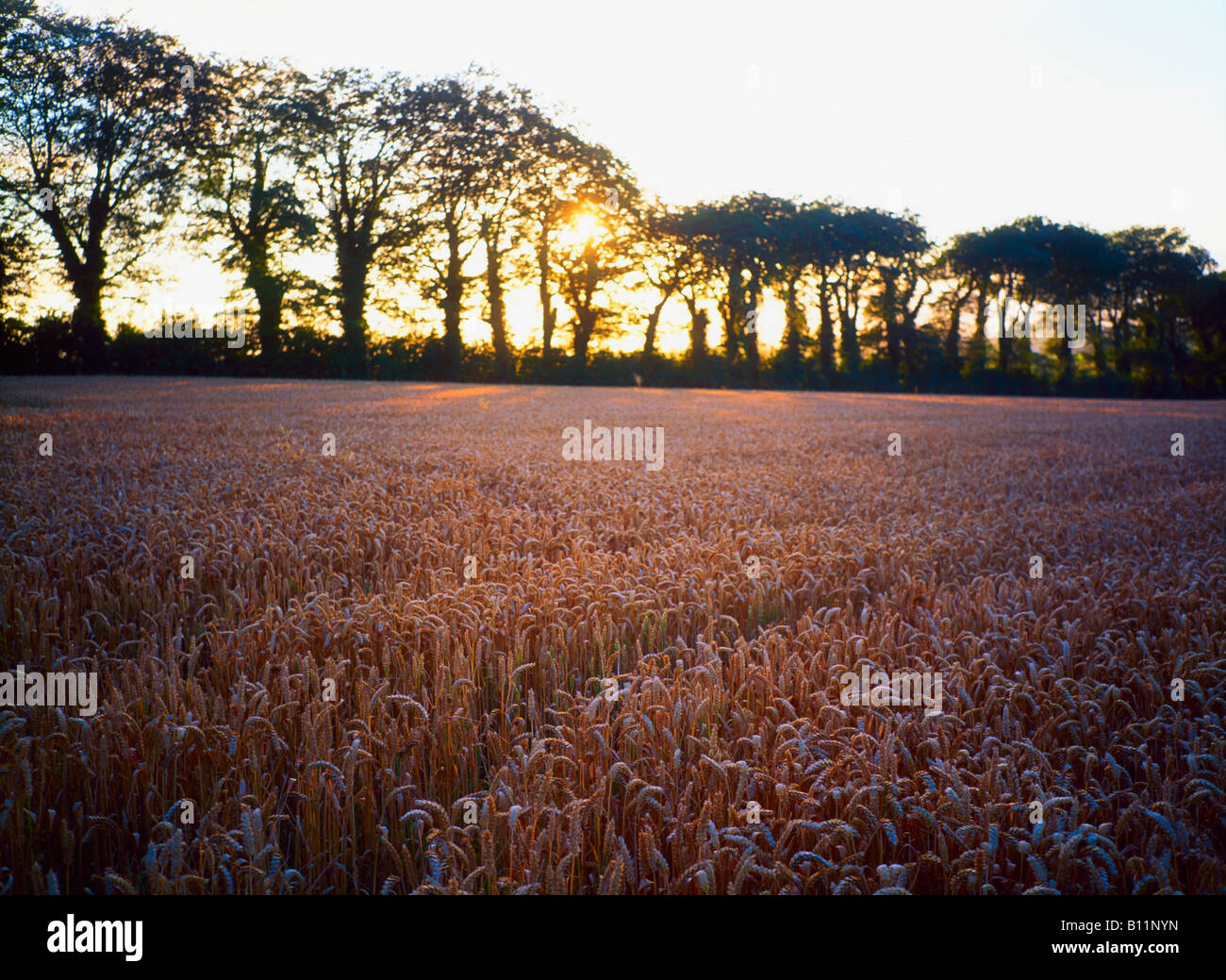 Ireland, Wheat field Stock Photo - Alamy
