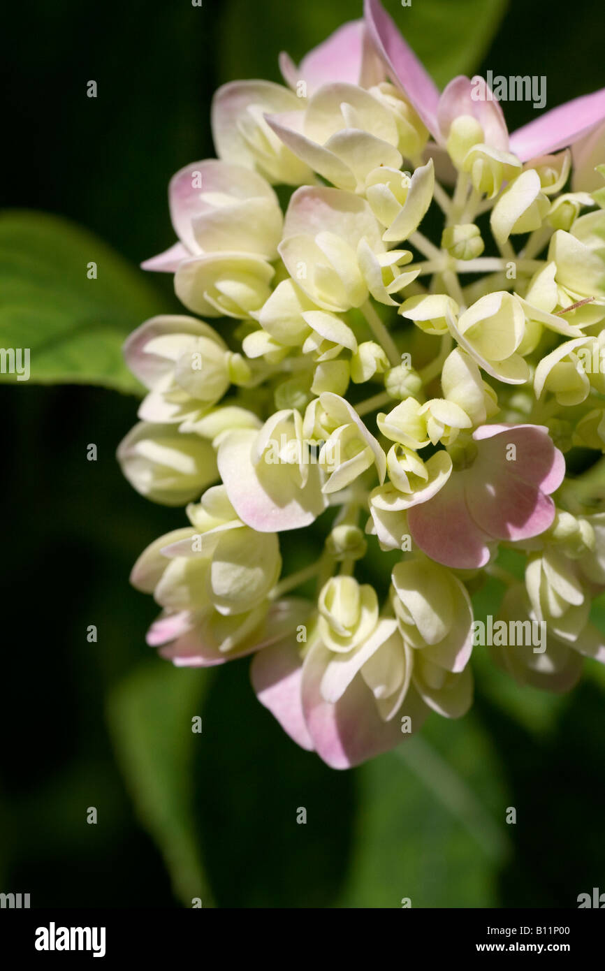 Closeup of Hydrangea Flowers Stock Photo - Alamy