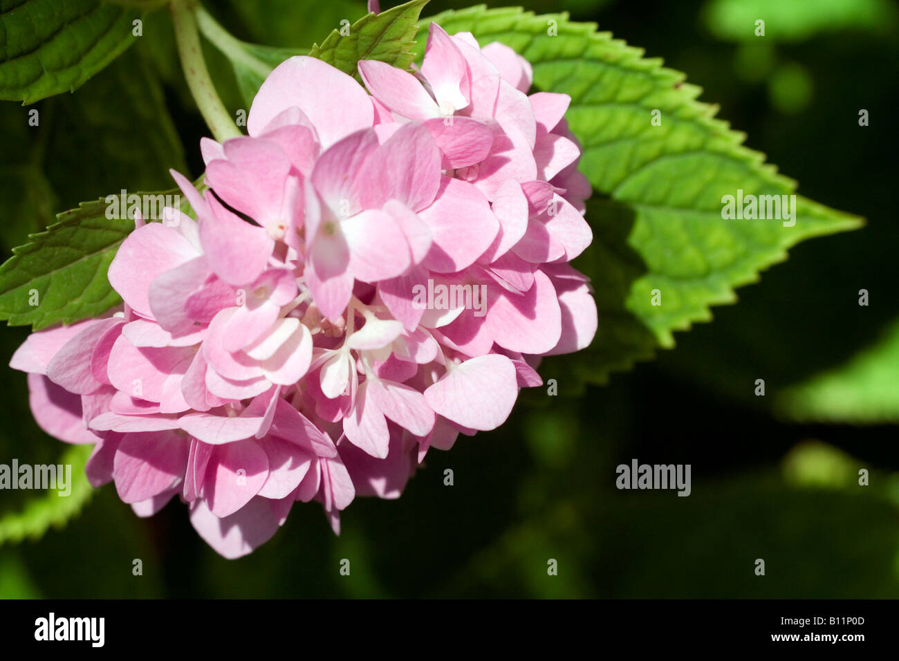 Closeup of Hydrangea Flowers Stock Photo - Alamy