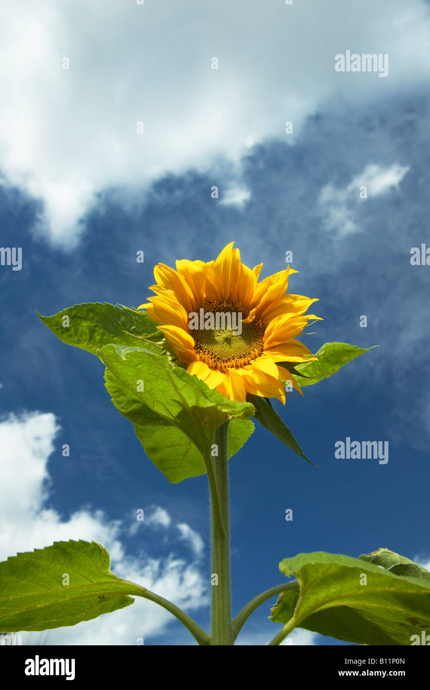 Sunflower (Helianthus annuus) from below against blue sky and clouds ...