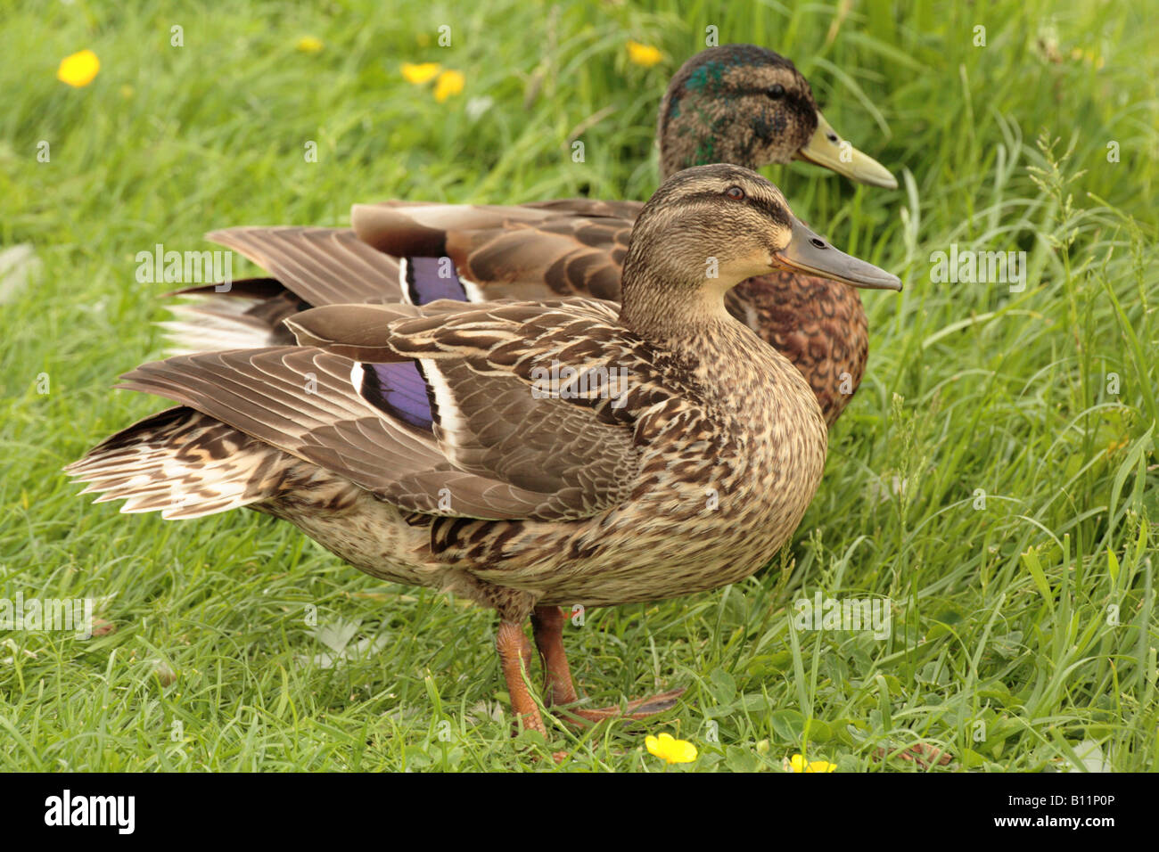 Mallard hens hen duck ducks 'Anas platyrhynchos' waterfowl Stock Photo ...