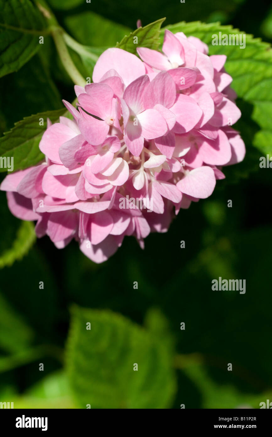 Closeup of Hydrangea Flowers Stock Photo - Alamy