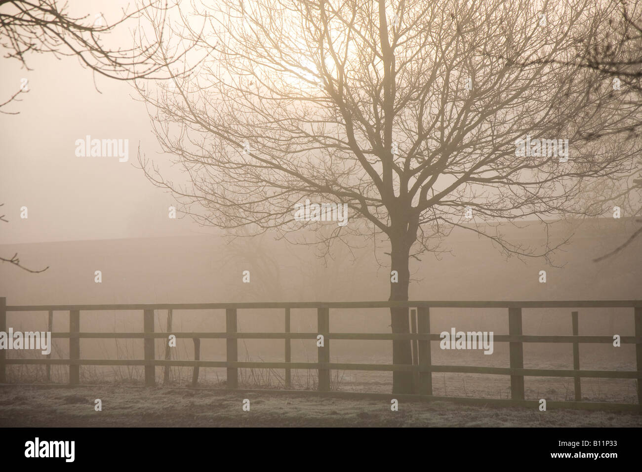 Misty tree and fence Stock Photo - Alamy