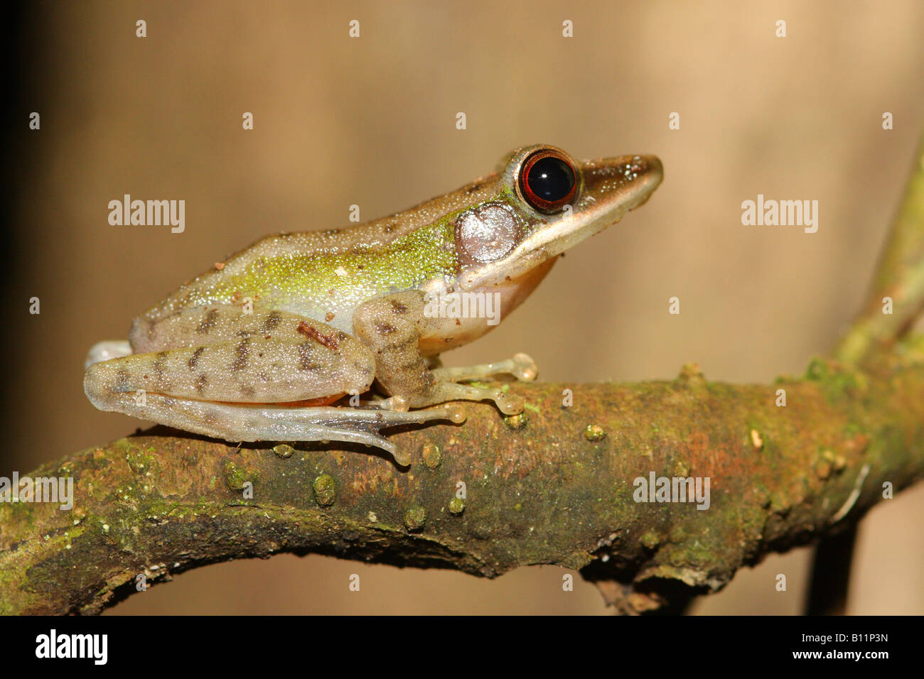 Tree frog, profile Stock Photo - Alamy