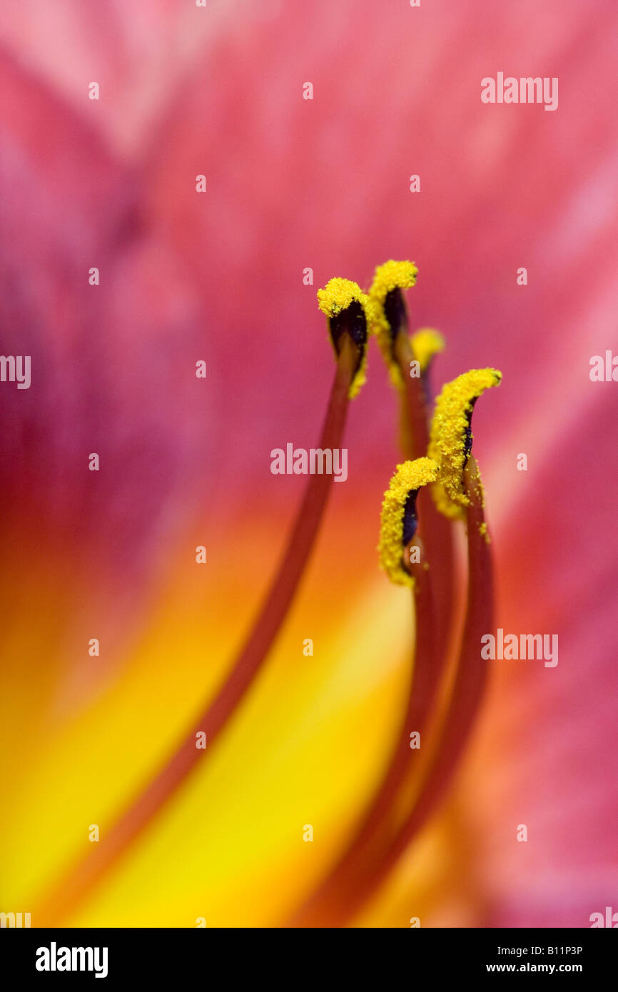 Daylily Bloom and Stamen Stock Photo - Alamy