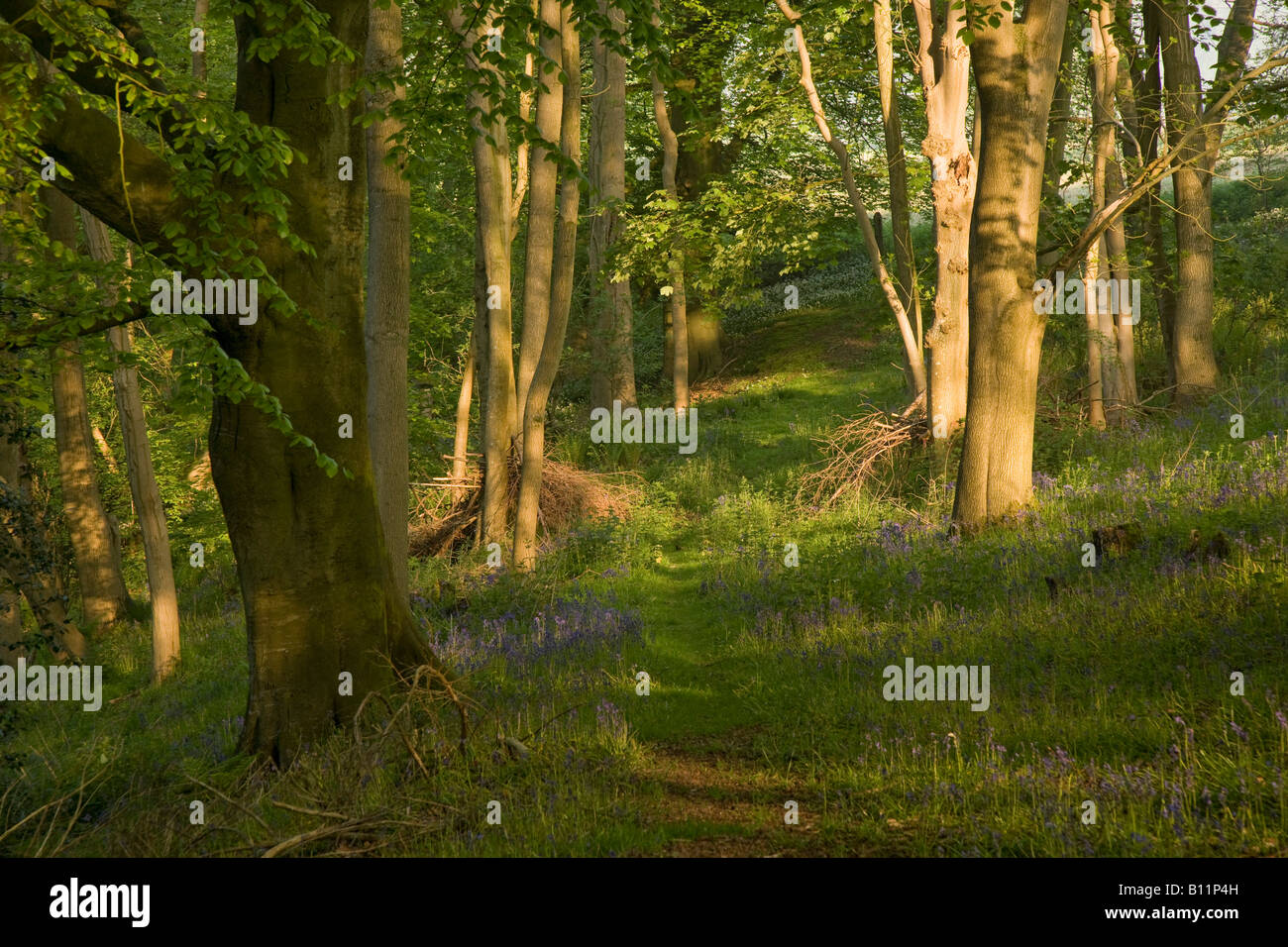 Beech wood in spring Stock Photo - Alamy