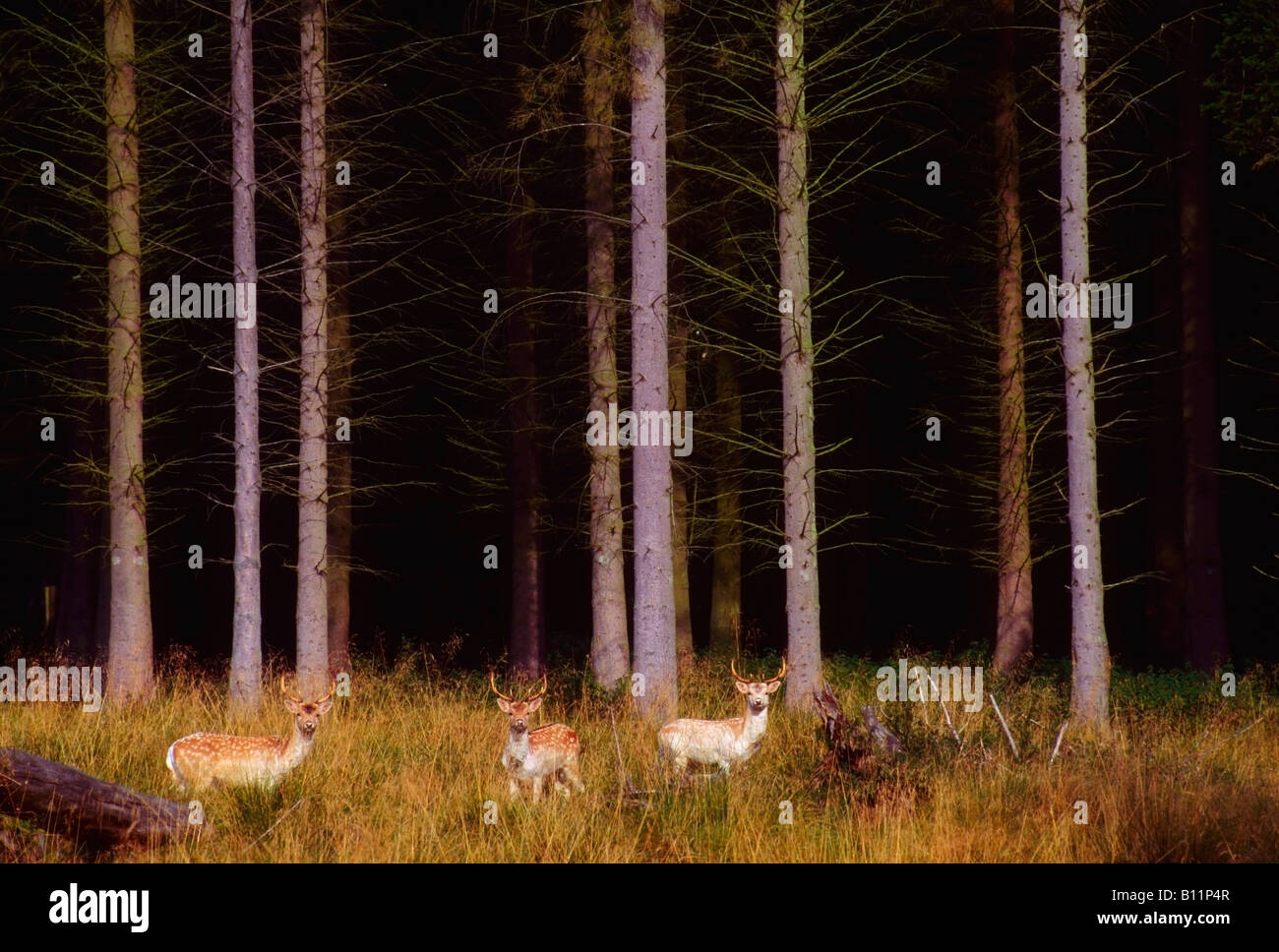 Randalstown forest hi-res stock photography and images - Alamy