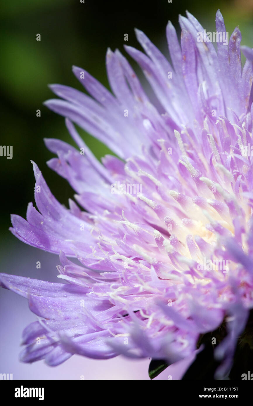 Closeup of Stokes' Aster (Stokesia laevis) flower Stock Photo - Alamy