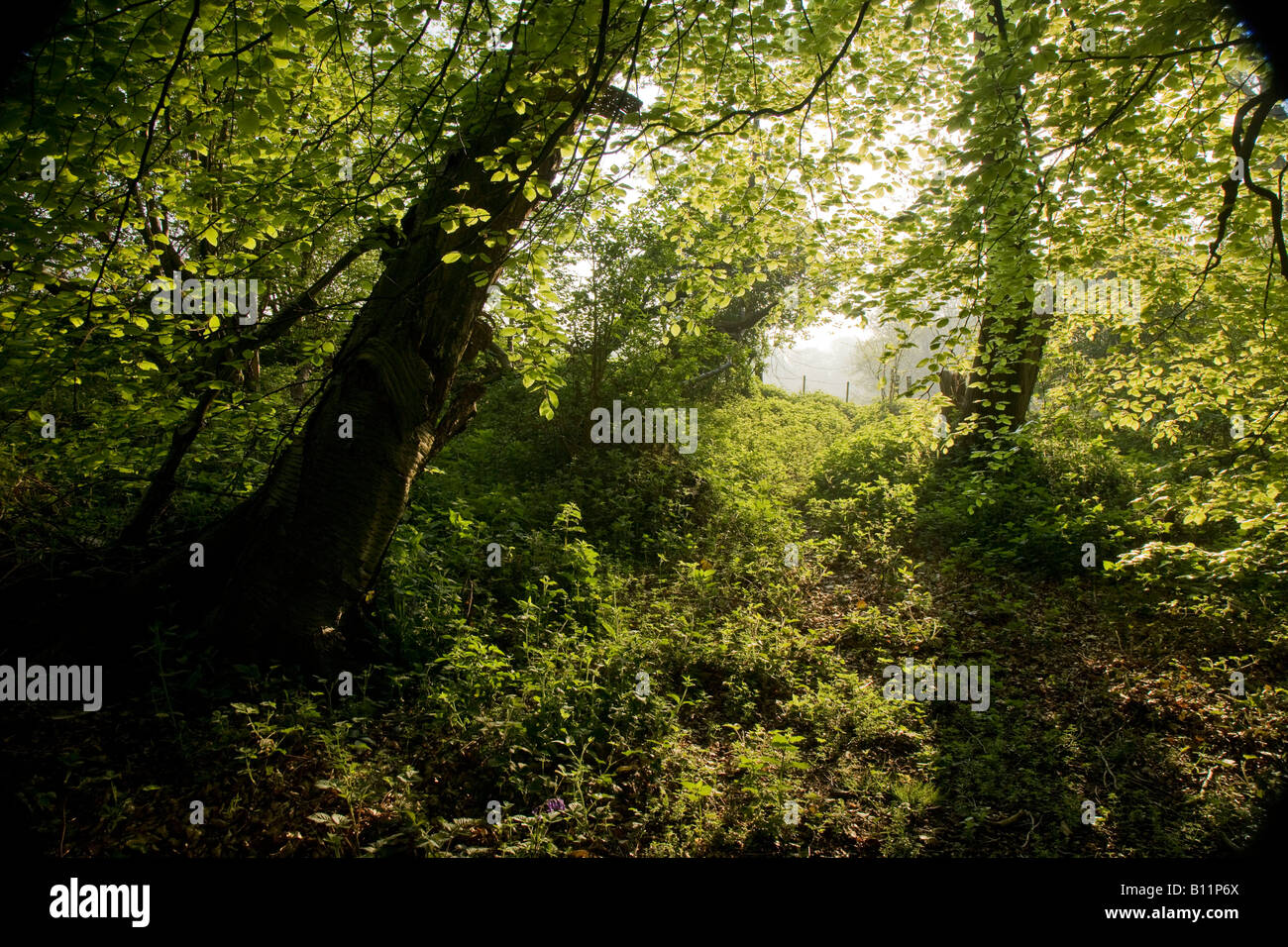 Wood dappled in sunshine hi-res stock photography and images - Alamy