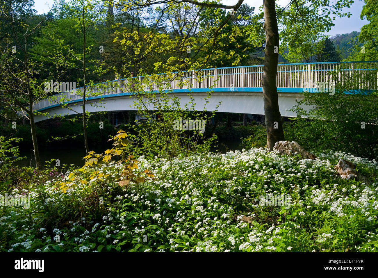 River wild garlic england hi-res stock photography and images - Alamy
