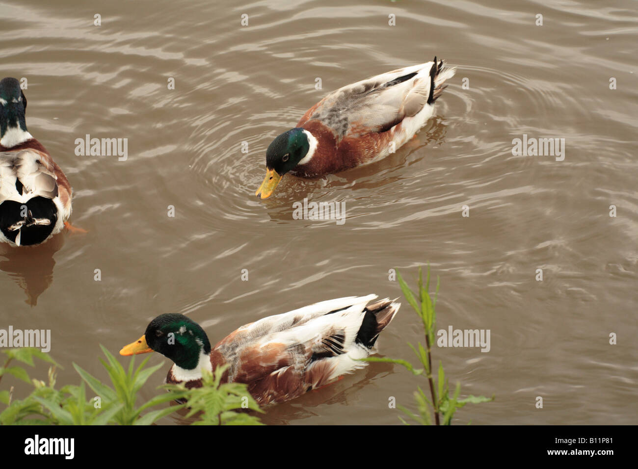 Mallard drake drakes duck ducks 'Anas platyrhynchos' waterfowl Stock ...