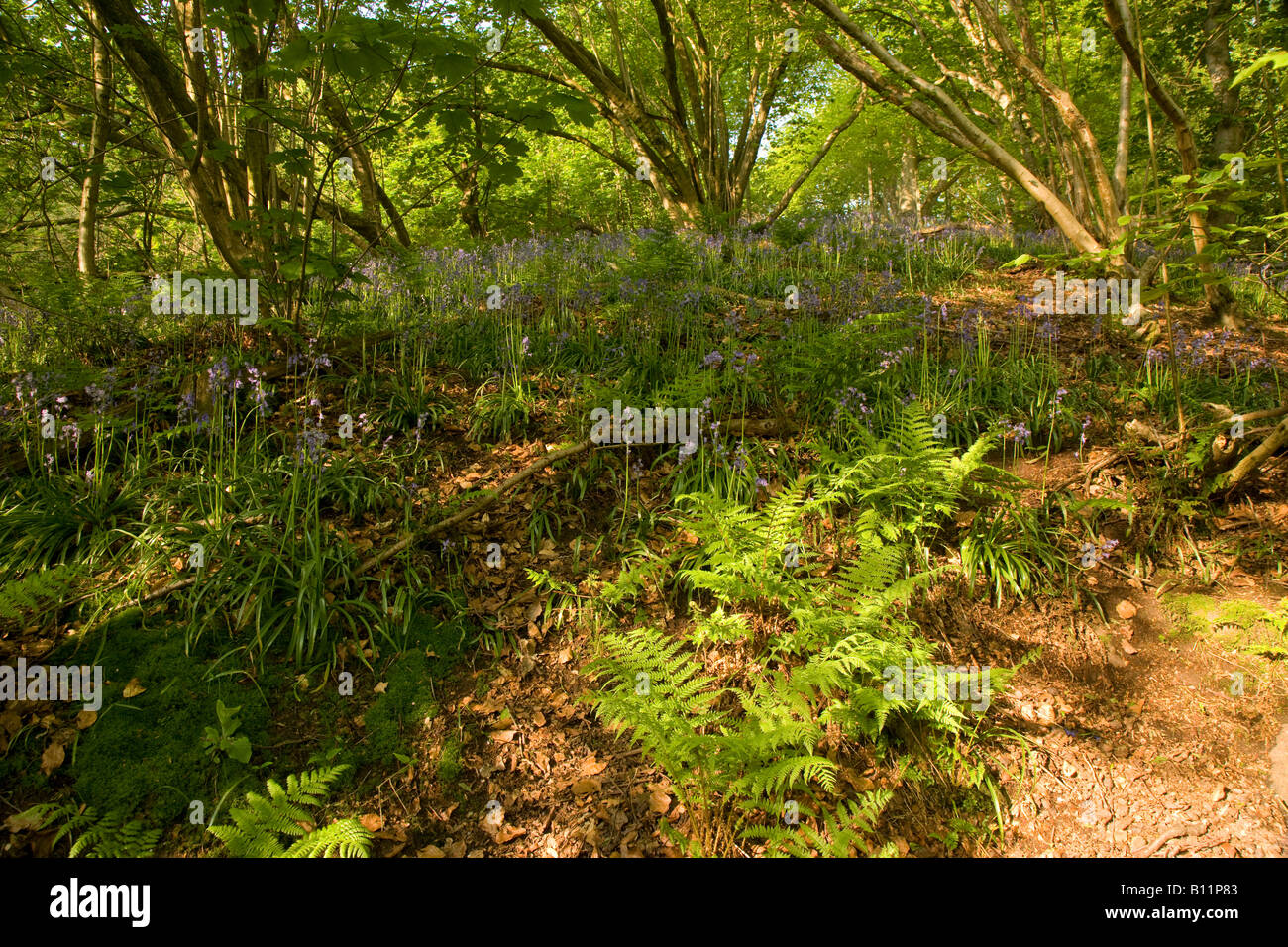 Beech wood in spring Stock Photo - Alamy