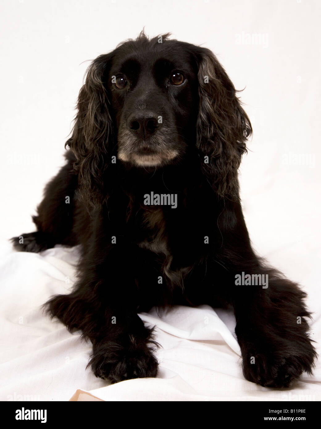A portrait of a Welsh Cocker Spaniel, Black, Blue Roan Spaniel Stock ...