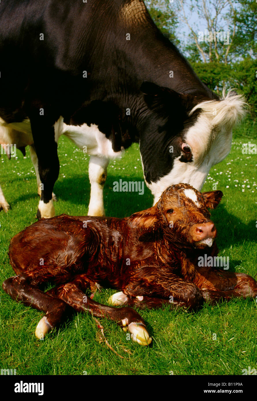 Holstein-Friesian cow and newborn calf Stock Photo - Alamy Holstein-Friesian cow and newborn calf Stock Photo - Alamy