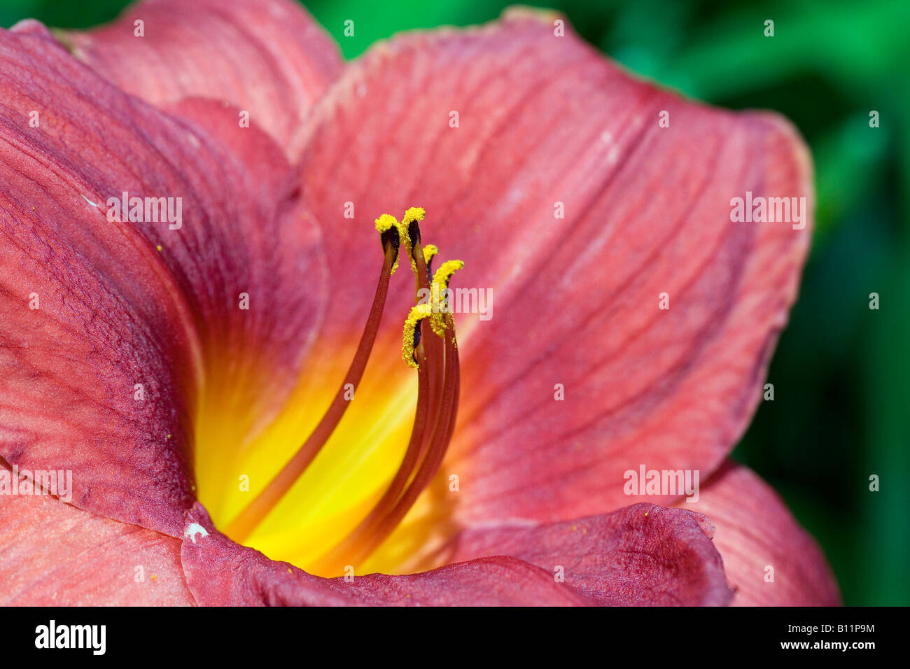 Daylily Bloom and Stamen Stock Photo - Alamy