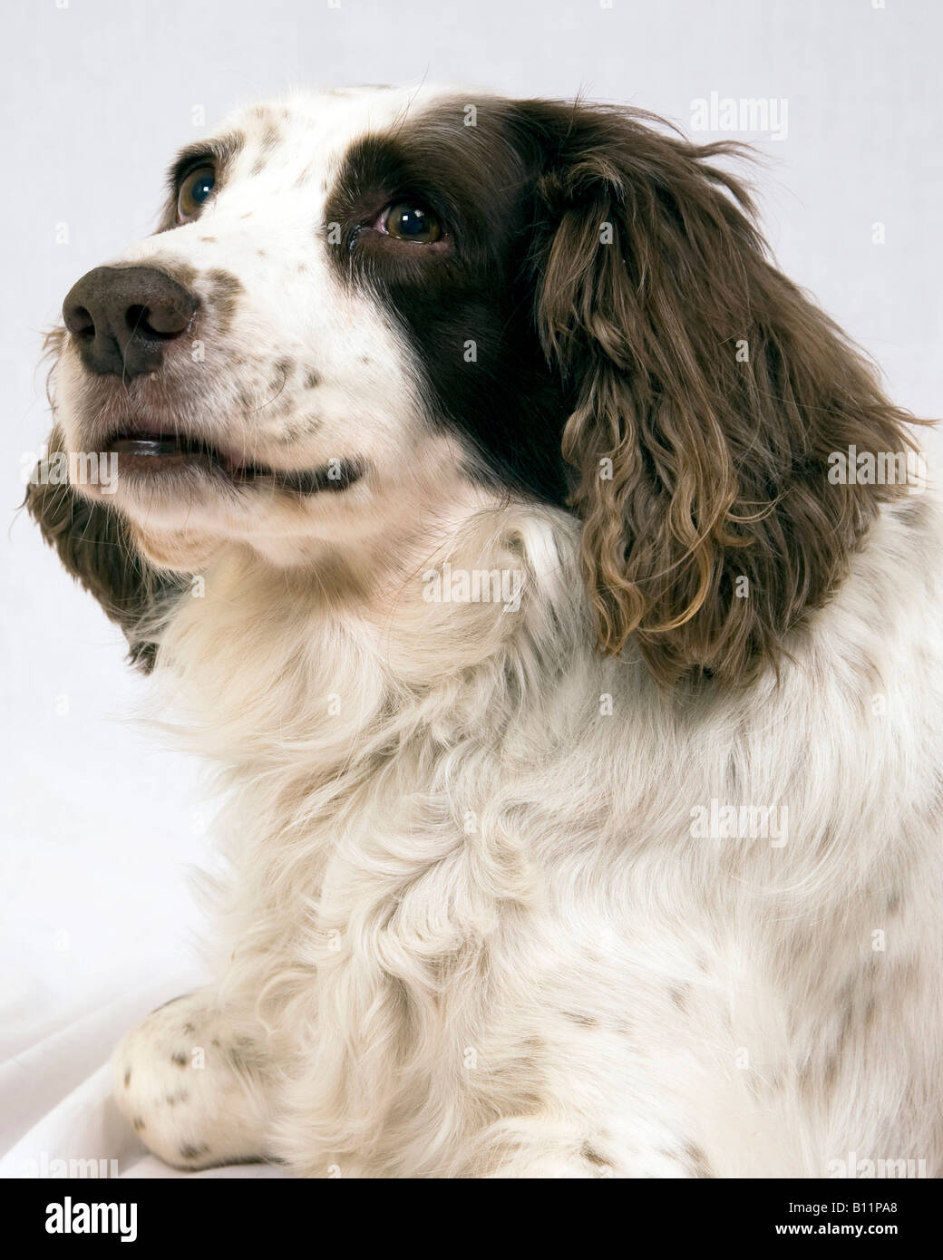 A Portrait of an English Springer Spaniel, taken in a studio setting ...