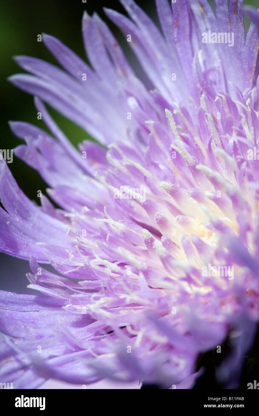 Stokesia laevis stokes aster hi-res stock photography and images - Alamy