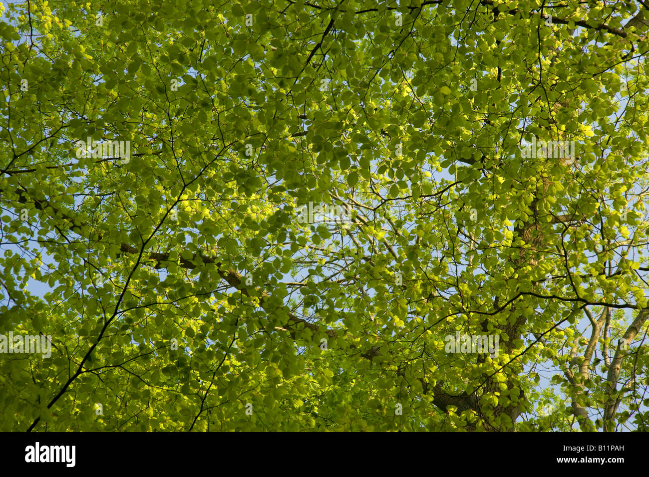 Beech leaves in spring Stock Photo - Alamy