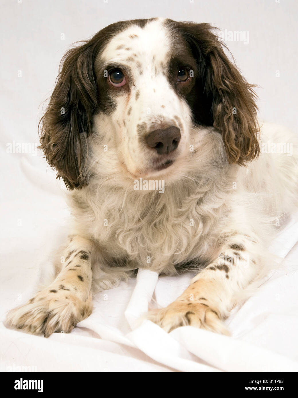 A Portrait of an English Springer Spaniel, taken in a studio setting ...