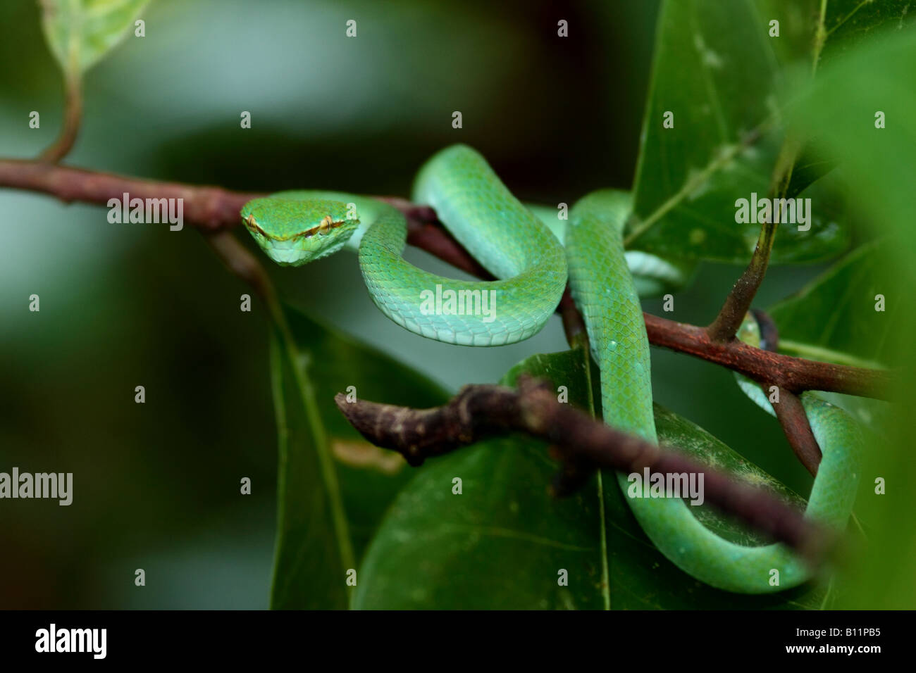 Pit viper hi-res stock photography and images - Alamy