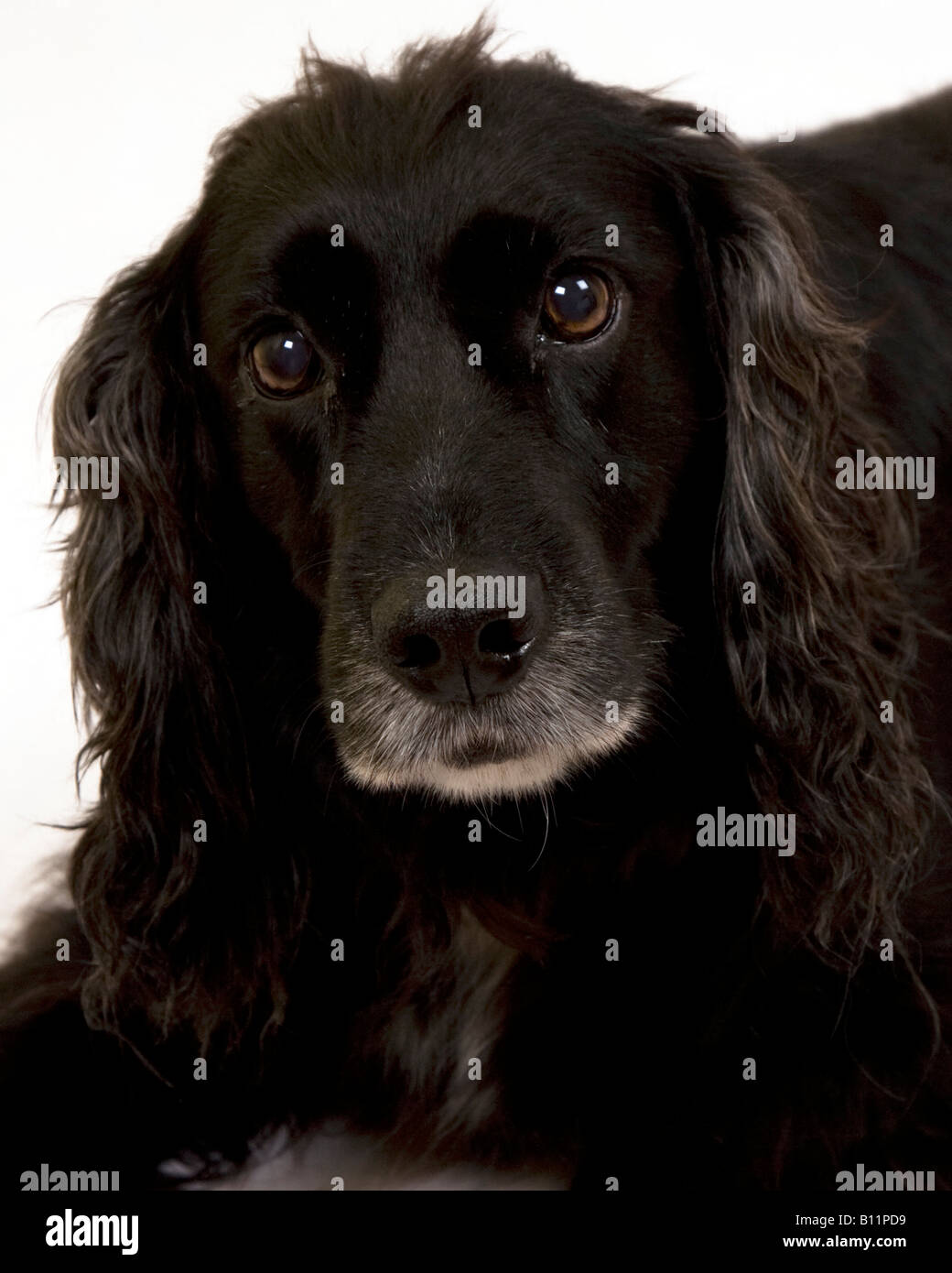 A portrait of a Welsh Cocker Spaniel, Black, Blue Roan Spaniel Stock ...