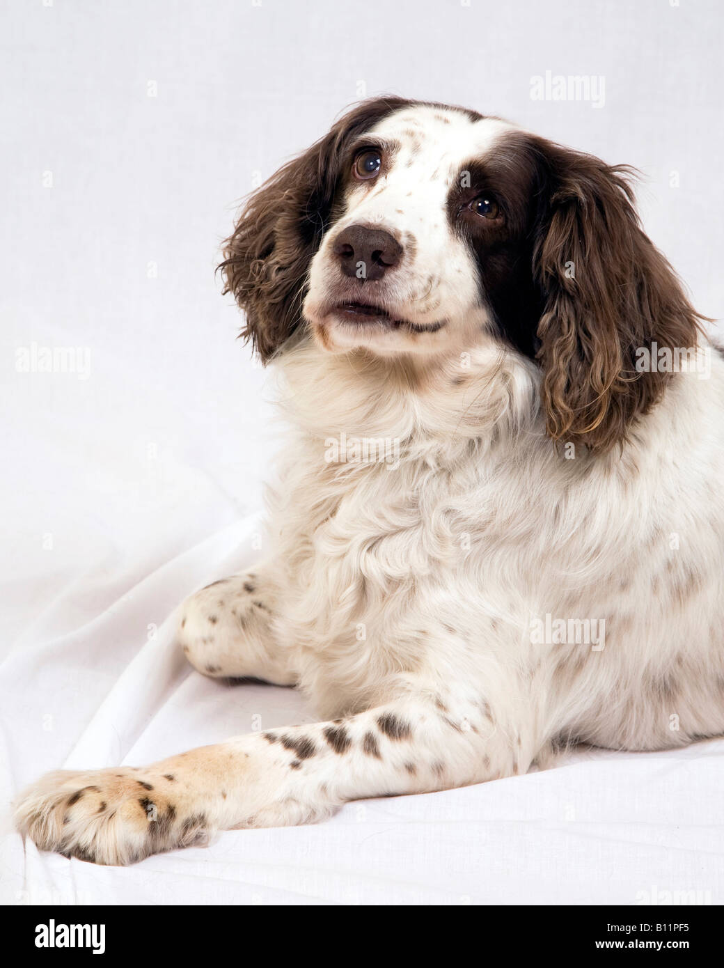 A Portrait of an English Springer Spaniel, taken in a studio setting ...