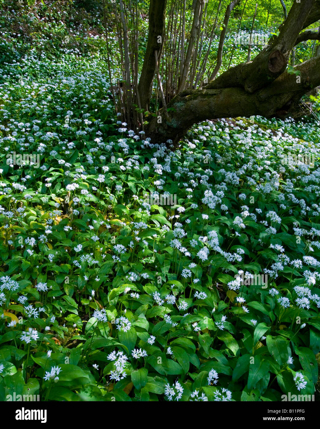 Wild garlic growing in May in woodland on Lover's Walk in Matlock Bath ...