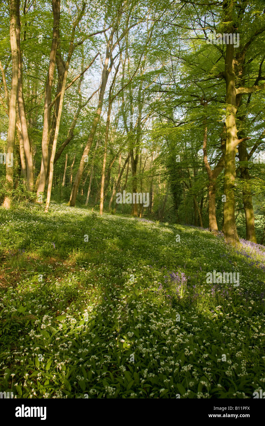 Beech wood in spring Stock Photo - Alamy